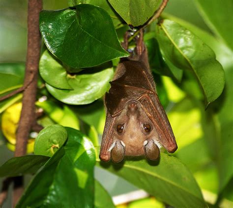 Epauletted Fruit Bat Sounds And Calls Wild Ambience Nature Sounds