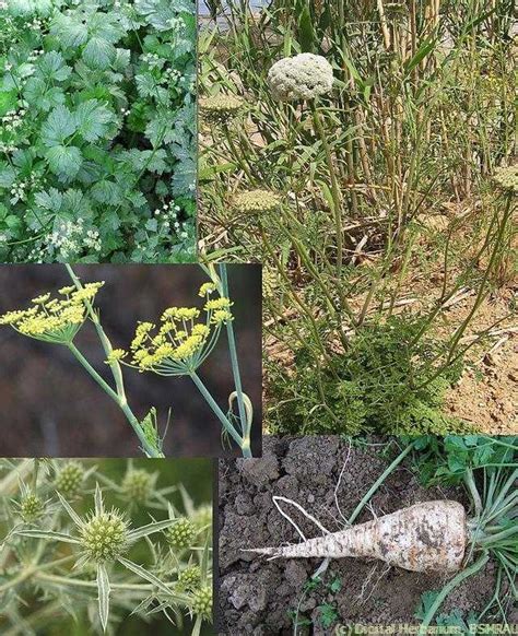 Apiaceae Digital Herbarium Of Crop Plants
