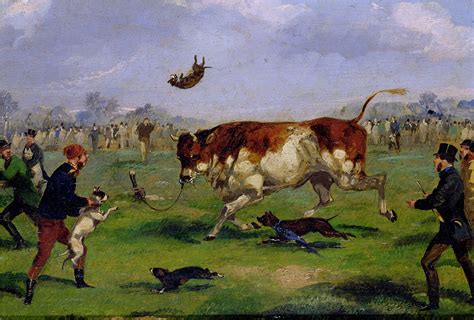 Bull Baiting Wikipedia
