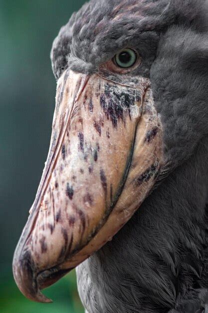 Premium Photo Shoebill