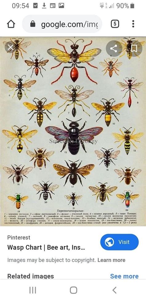 Bee And Wasp Identification Chart Minimalist Chart Design