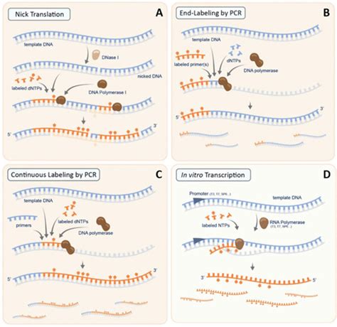 In Situ Hybridization Advancements And More Blog