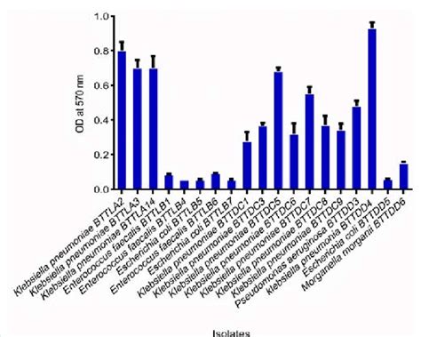 Quantification Of Biofilm Production By 19 Strong Biofilm Producers