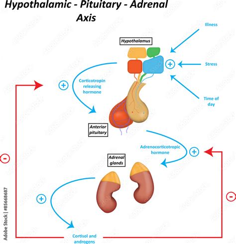 Hypothalamic Pituitary Adrenal Axis Stock Illustration Adobe Stock