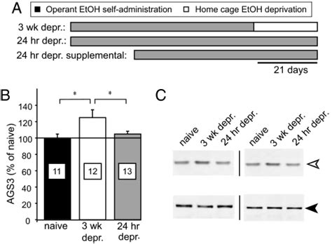 Nucleus Accumbens Ags3 Expression Drives Ethanol Seeking Through G Betagamma Abstract