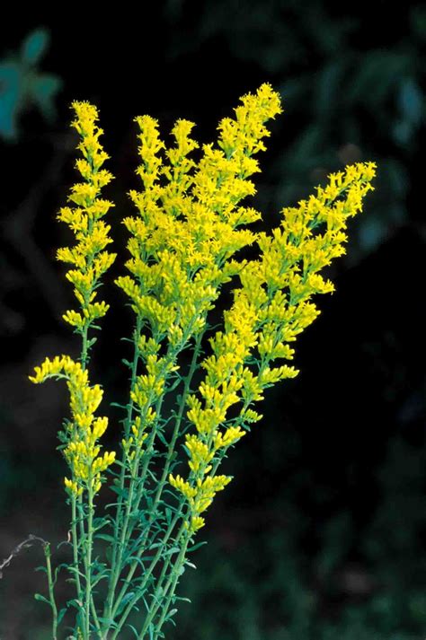 Kentucky Native Plant And Wildlife Plant Of The Week Gray Goldenrod