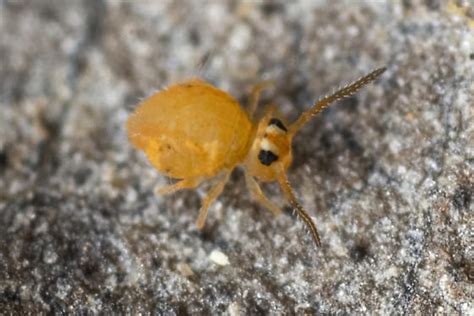 Glob Sminthurinus Henshawi BugGuide Net