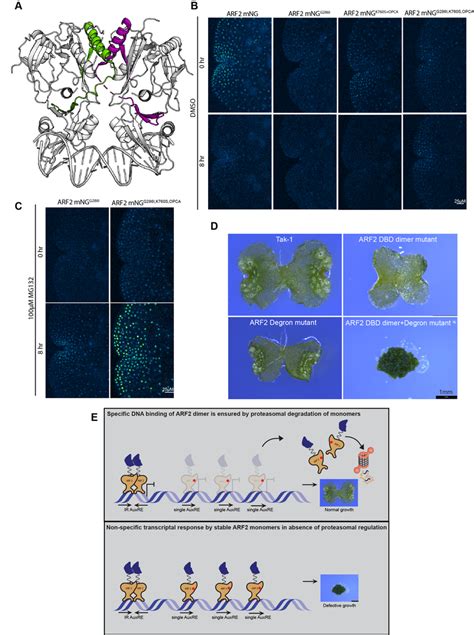 A Mapping The Fragments 5 6 And 7 On The Crystal Structure Of