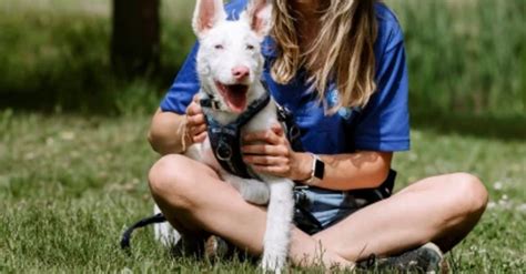 Faire Adopter Ce Chien Sourd Semblait Impossible Mais Sa Mère D