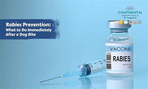 Rabies Prevention What To Do Immediately After A Dog Bite