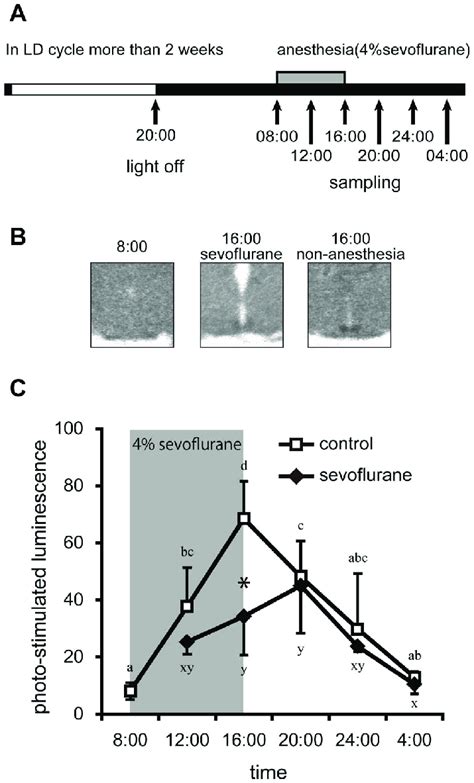 Effects Of Sevoflurane Anesthesia On Per2 Expression In The Scn In Download Scientific Diagram