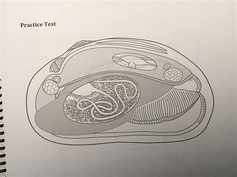 Clam Dissection Diagram Diagram Quizlet