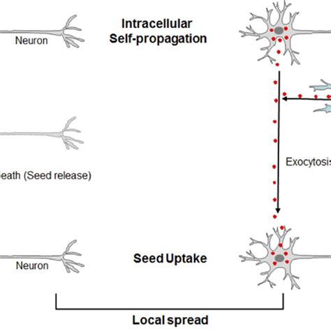 A Stepwise Protocol Of Sds Soluble And Sds Insoluble Cell Fractionation
