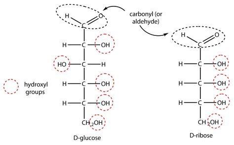 Carbohydrate Food Tech Notes