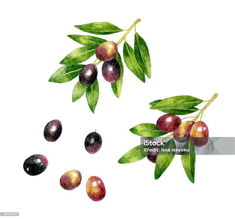나뭇잎이 달린 블랙 올리브 손으로 그린 과일 수채화 그림입니다 건강식품점에 대한 스톡 벡터 아트 및 기타 이미지 건강식품점 건강한 식생활 검은색 Istock