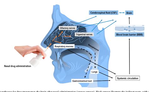 Nose To Brain Delivery Of Lipid Based Nanosystems For Epileptic Seizures And Anxiety Crisis