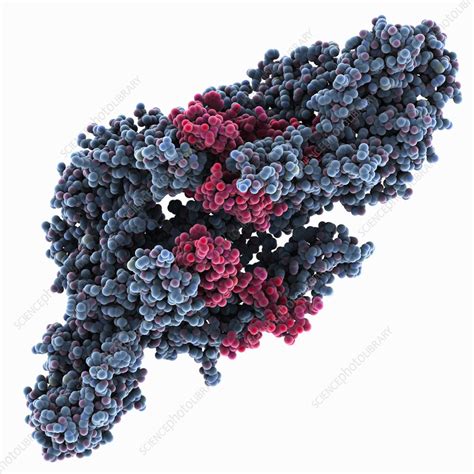 Inactivated Tbev Vaccine Molecular Model Stock Image C060 0733 Science Photo Library