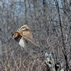 The American Woodcock In Flight Photograph By Asbed Iskedjian Fine