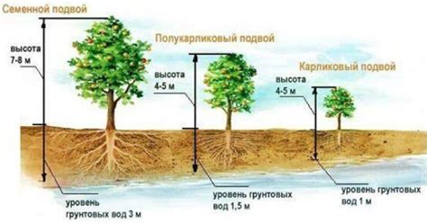 Кандиль орловский яблоня. Описание сорта, фото, отзывы