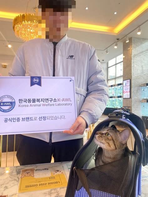 코리안숏헤어 잼이 대형견책임분양 미니비숑프리제책임분양 토이푸들책임분양 골든리트리버책임분양 래브라도리트리버책임분양 닥스훈트책임분양