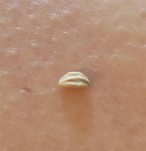 Seed Identification Rforaging
