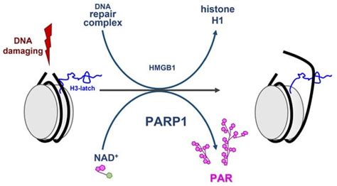 Genes Free Full Text The Role Of Parp1 And Par In Atp Independent Nucleosome Reorganisation