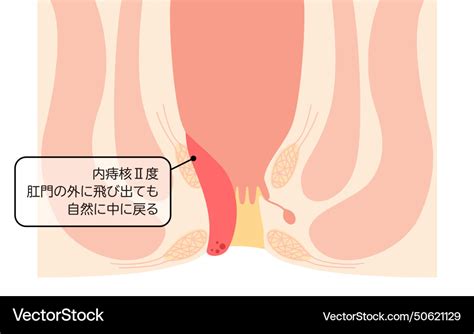 Cross Sectional View Royalty Free Vector Image