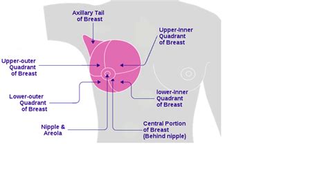 Clinical Breast Exam Diagram How To Do A Breast Self Examination