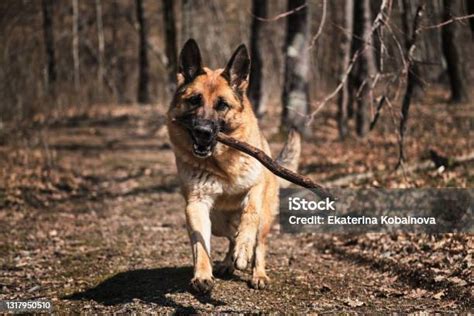 개는 가을에 공원에서 빠르게 실행하고 나무 가지에 니블 행복한 목자 얼굴 앞보기 아름다운 빨간색과 검은 색 독일 셰퍼드는 좁은 숲 길을 따라 실행하고 막대기로 재생됩니다 0