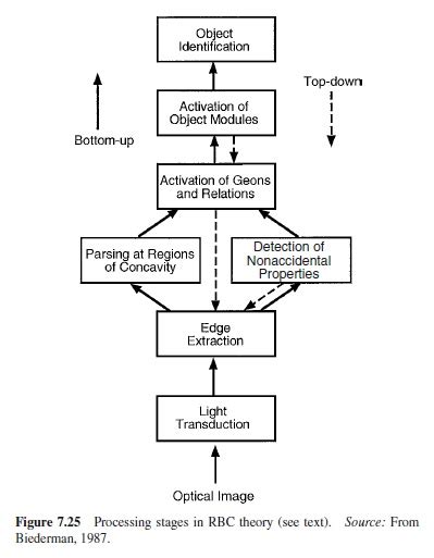 Visual Perception Of Objects Research Paper Iresearchnet