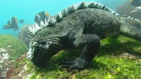 Swimming Marine Iguanas Galapagos Bbc Earth Youtube