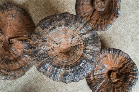 Ganoderma Lucidum Adalah Sejenis Obat Kesehatan Jamur Yang Dapat Dimakan Dan Semacam Obat Ajaib