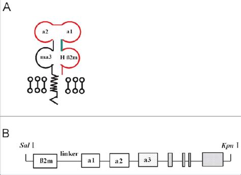 Schematic Diagram Of The Chimeric Human Mouse Mhc Class I Gene A Download Scientific Diagram