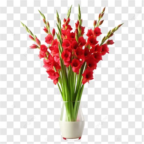 큰 꽃병에 빨간 글라디올러스 붉은 글라디올러스 키가 큰 꽃병 굵게 Png 일러스트 및 이미지 에 대한 무료 다운로드 Pngtree
