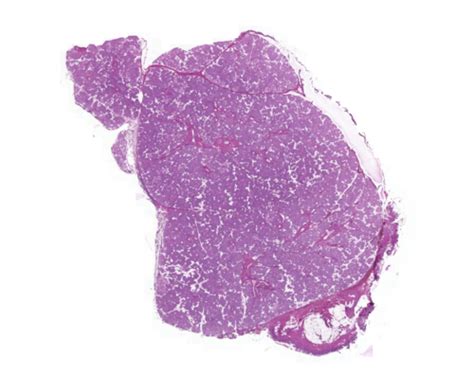 Histology Recognition Flashcards Quizlet