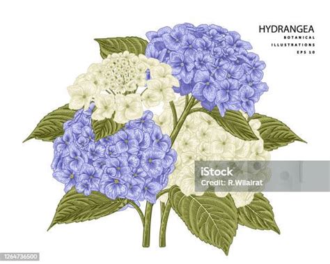 스케치 플로럴 장식 세트 흰색과 파란색 수국화 꽃 그림 흰색 배경에 고립 된 빈티지 라인 아트 손으로 그린 식물 삽화 요소 벡터입니다 0명에 대한 스톡 벡터 아트 및 기타