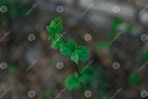 Maple Leaves Close Up Of A Young Sprout Of A Maple Tree Stock Image Image Of Growth Fresh