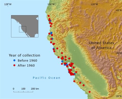Sequoia Sempervirens Threatened Conifers Of The World En Gb