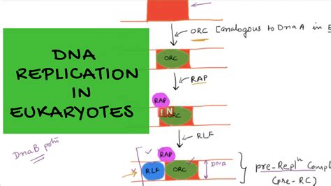 Dna Replication Eukaryotes By Now I Know