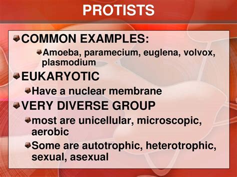 Protists Ppt Download