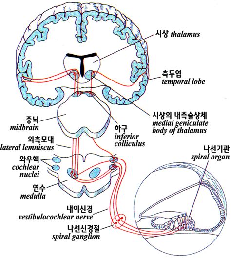 청각 Hearing