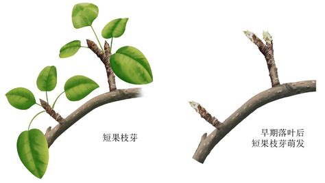 浙江大学滕元文团队揭示早期落叶后生长素重新分布促进梨芽类休眠解除的机制