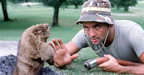 I Have A Gopher In My Yard Tunneling Under My Pool Shed In The