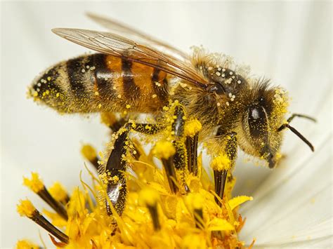 Create A Buzz With Bee Friendly Plants