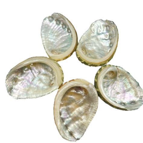 Lot Of 5 Abalone Shell Small Seashell Story Kaikoura