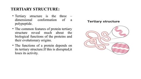 Protein Structurer S Aarthi 123011356004 Ppt