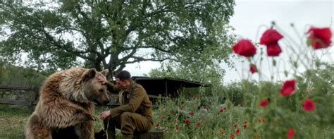 Wojtek W Produkcji „czerwone Maki” Co O Najsłynniejszym Niedźwiedziu