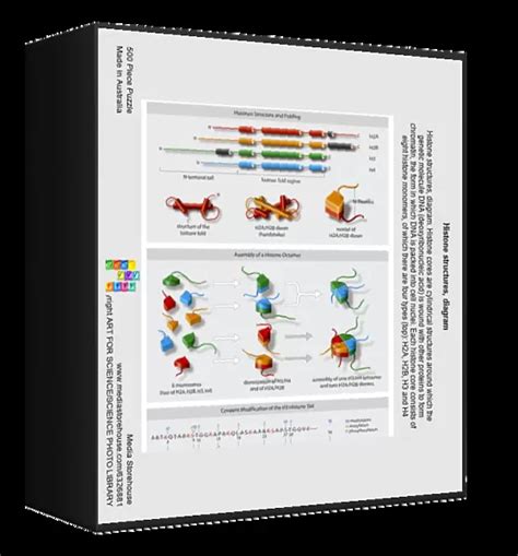 Jigsaw Puzzle Of Histone Structures Diagram Media Storehouse