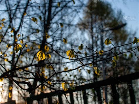 森林里树枝上的嫩叶