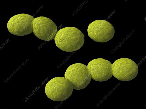 Peptostreptococcus Artwork Stock Image F007 6736 Science Photo Library